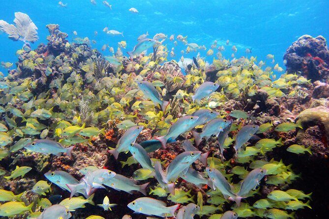 PADI Discover Scuba Diving for divers without certification - Summary: Who Will Love This Experience?