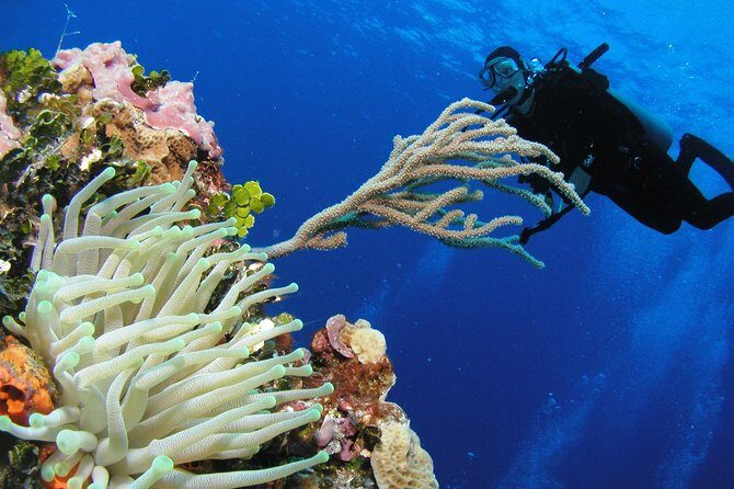PADI Discover Scuba Diving in Playa del Carmen - What You Can Expect from the Tour