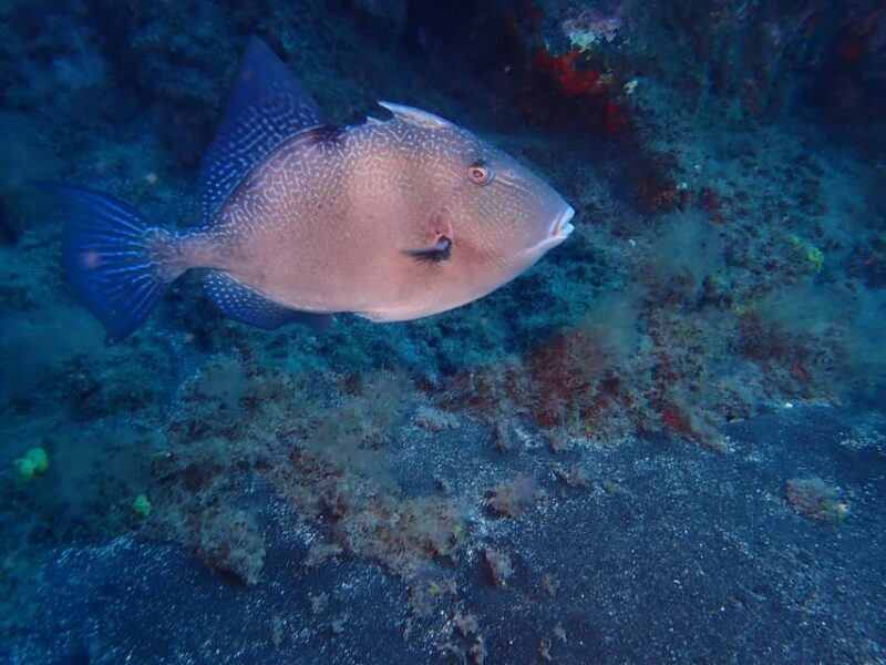 PADI Discover Scuba Diving Los Cancajos La Palma - An Honest Look at What to Expect