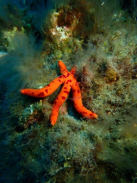 PADI Discover Scuba Diving Los Cancajos La Palma - Authentic Experiences in La Palma