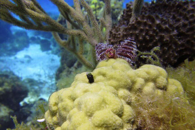 PADI Discover Scuba Diving Program in the Riviera Maya - Post-Dive and Return
