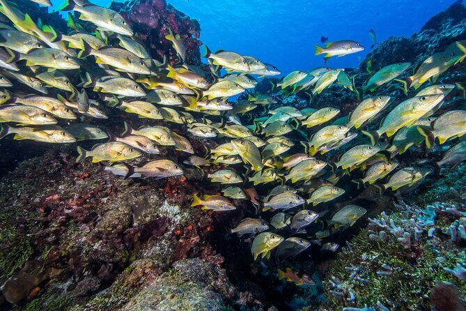 PADI Discover Scuba Diving Tour in Cozumel - The Value of the Experience