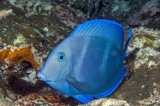 PADI Discover Scuba Diving Tour in Cozumel - Who Will Enjoy This Experience?