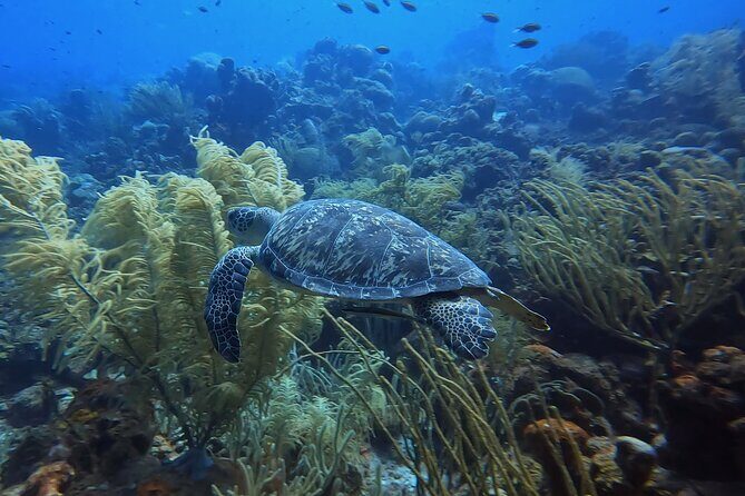 PADI Open Water Course in 3 days - Reviews and Authentic Feedback