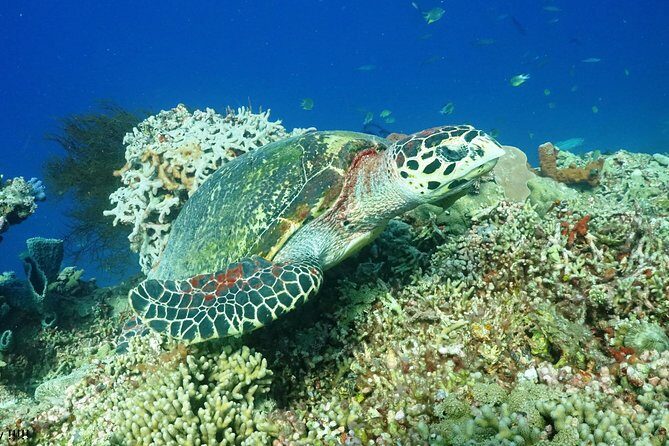 PADI Open Water Course in Menjangan - Frequently Asked Questions