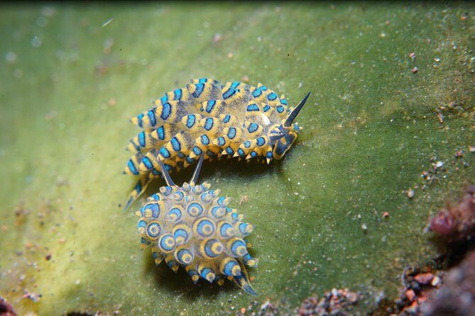 PADI Open water Course in Tulamben - Get certified & dive anywhere in the world - Why Choose the Bali Diving Academy in Tulamben?