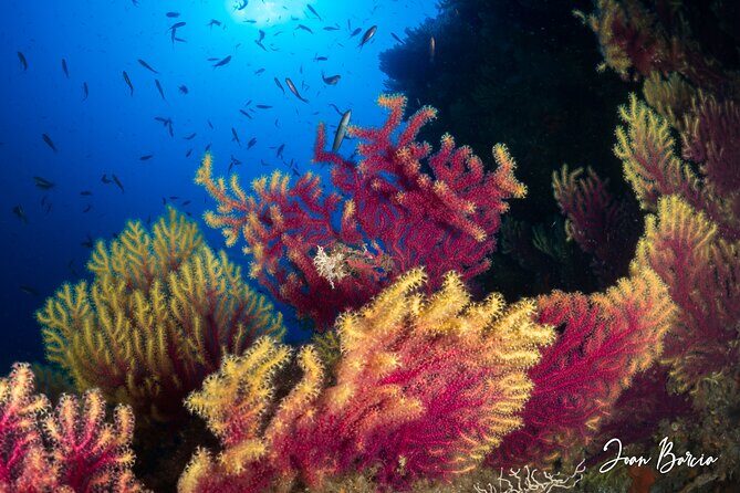 PADI Open Water Diver Course - Who Will Love This Course?