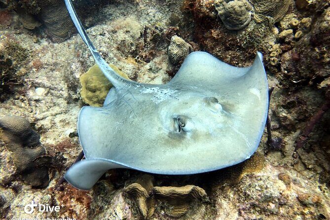 PADI Open Water Diver Course in Bayahibe - The Open Water Dives