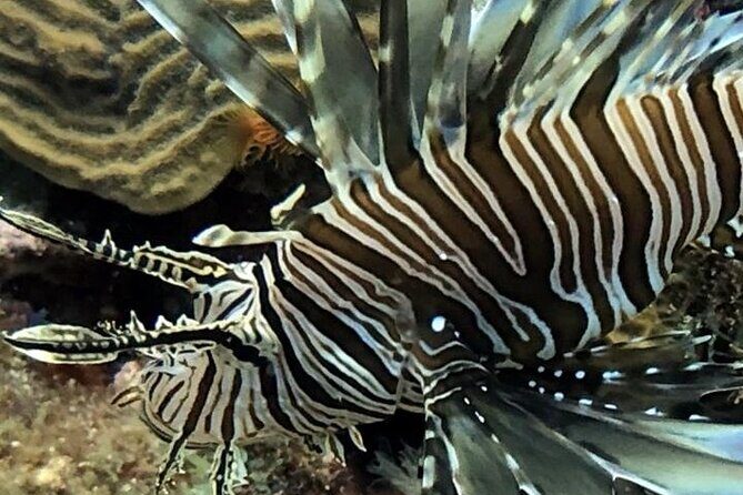 PADI Open Water Diver Course in Bayahibe - Practical Aspects and Logistics