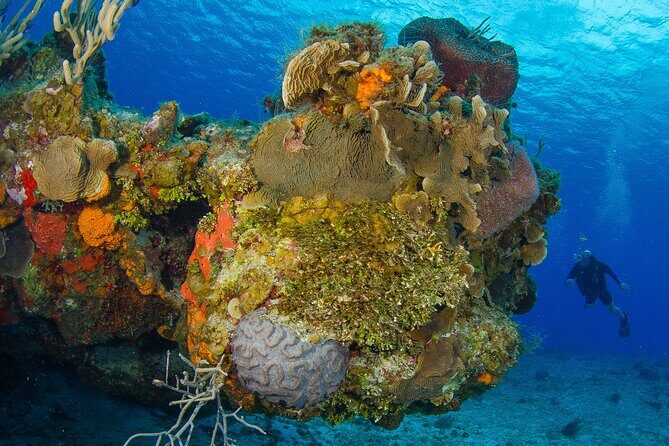 PADI Open Water Diver Course in the Riviera Maya - Experience Overview: What to Expect from This Course