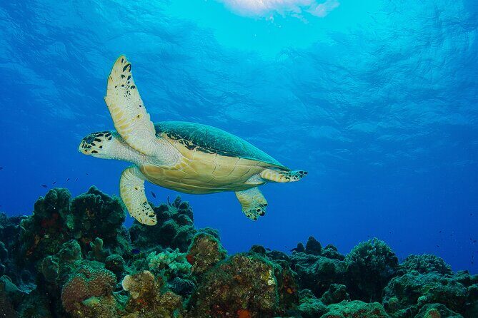 PADI Open Water Diver Course in the Riviera Maya - Who Will Benefit Most?