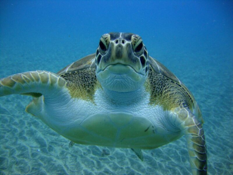 PADI Open Water Diving Course Tenerife - A Practical Look at the Tenerife PADI Open Water Course