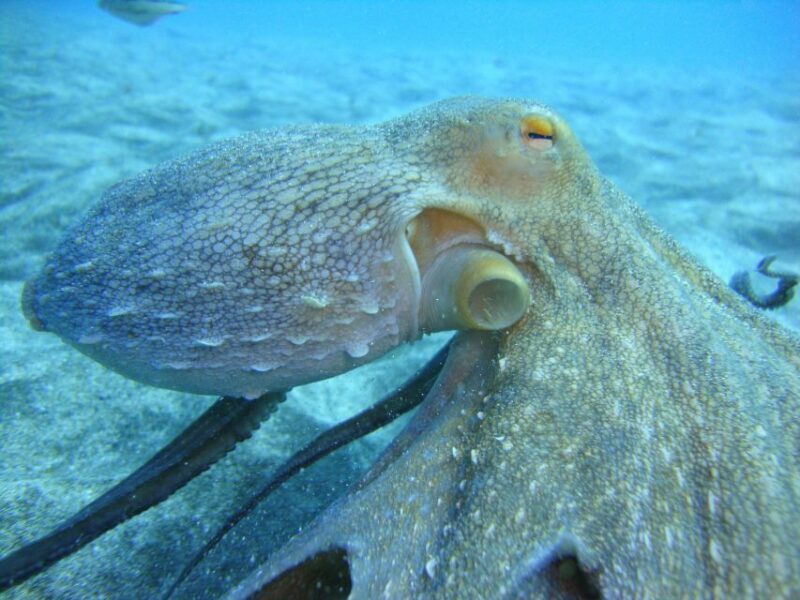 PADI Open Water Diving Course Tenerife - FAQ