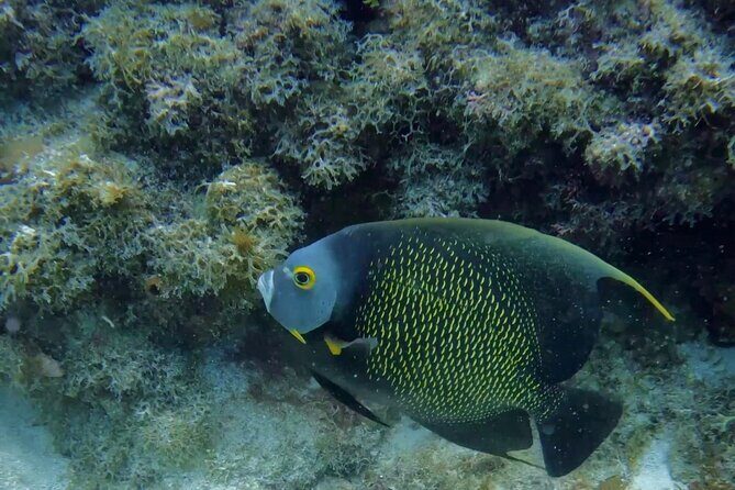 PADI Refresher Course - FAQ