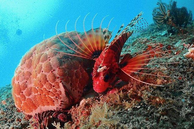 PADI Rescue Diver - What’s Included and What’s Not