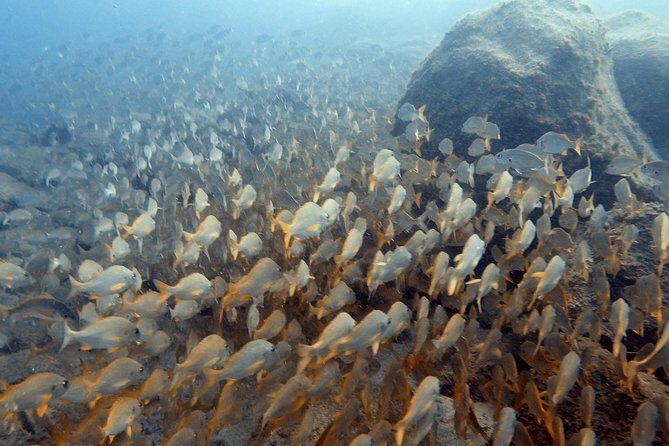 PADI Scuba Dive Course in Costa Adeje - The Sum Up: Who Is This Course Best For?