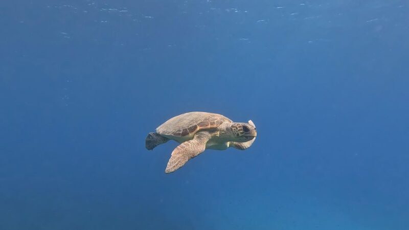 PADI Scuba Diving Program for Beginners in Peloponesse - Authentic Reviews We Love