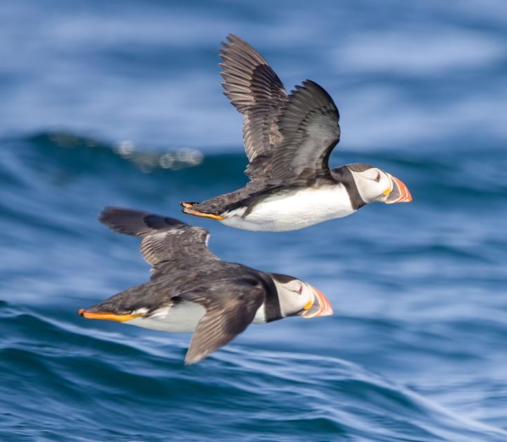 Padstow: Guided RIB Sealife Safari - Key Points