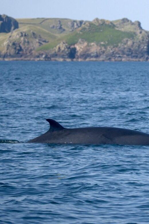 Padstow: Guided RIB Sealife Safari - An Adventure into Cornwall’s Marine World and Rugged Coastline