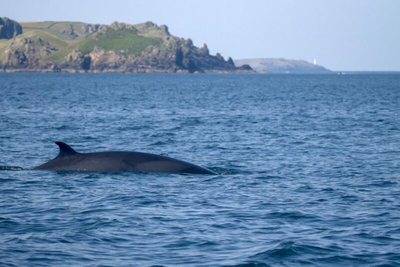 Padstow: Guided RIB Sealife Safari - The Value of a Guided Marine Wildlife Safari
