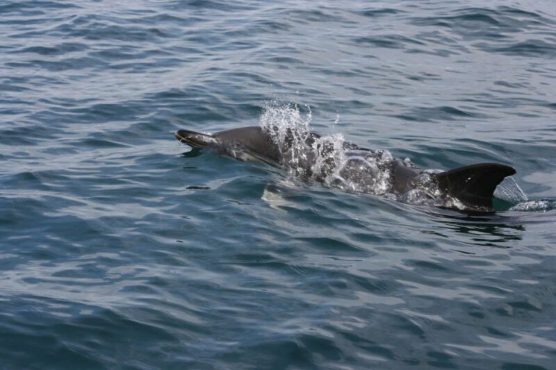 Padstow: Guided RIB Sealife Safari - FAQs