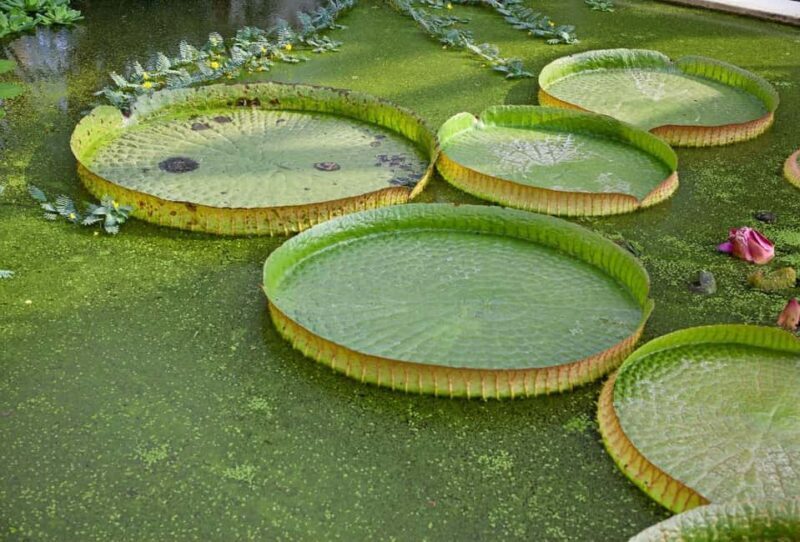 Padua Botanical Garden: Sacred Architecture and Plant Intelligence - Key Points