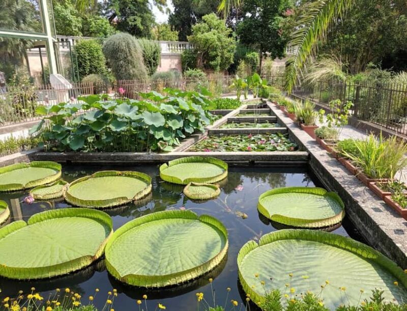 Padua Botanical Garden: Sacred Architecture and Plant Intelligence - An In-Depth Look at the Experience