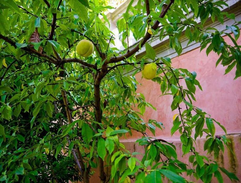Padua Botanical Garden: Sacred Architecture and Plant Intelligence - FAQ