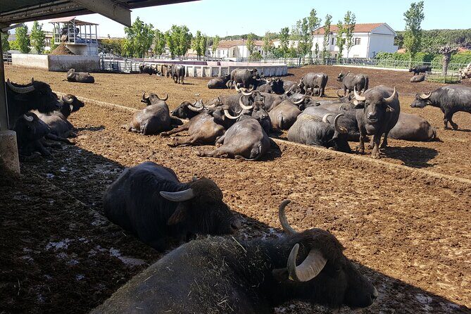 Paestum and Dairy day tour from Naples - Practical Details and Value