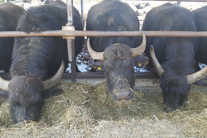 Paestum and Dairy day tour from Naples - Who Will Love This Tour?