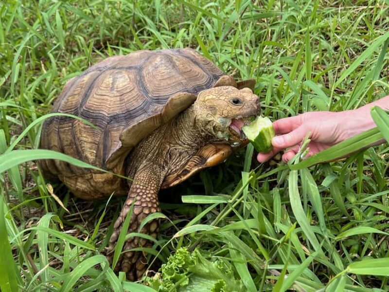 Pahoa: Ranch Tour with Animal Feedings and Interactions - FAQ: Common Questions About the Pahoa Ranch Tour
