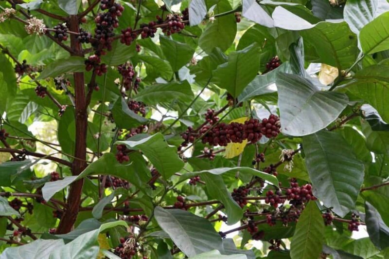 Pakse: Bolaven Plateau Waterfalls and Villages Tour - Village Market and Katou Tribe Encounter