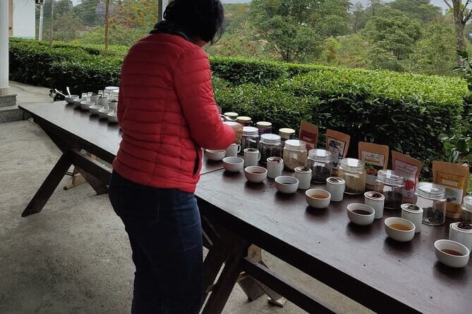 Palampur Tea Garden Tour - Authentic reviews from travelers