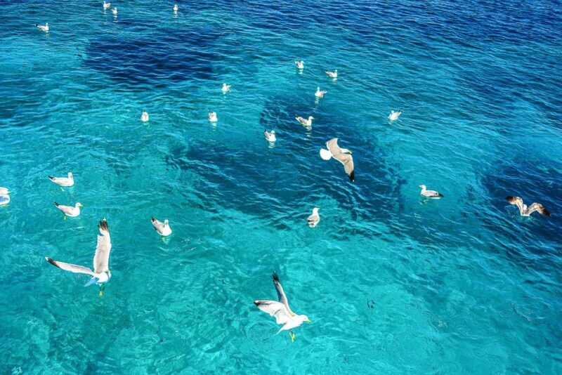 Palau: La Maddalena Archipelago and Caprera Island Boat Tour - Potential Drawbacks
