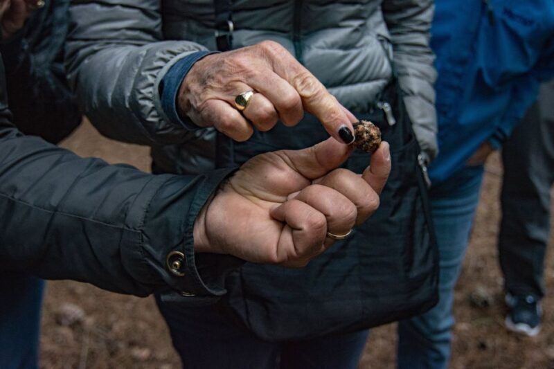 Palazzolo Acreide: Truffle Hunt with 3-Course Meal and Wine - An In-depth Look at the Experience