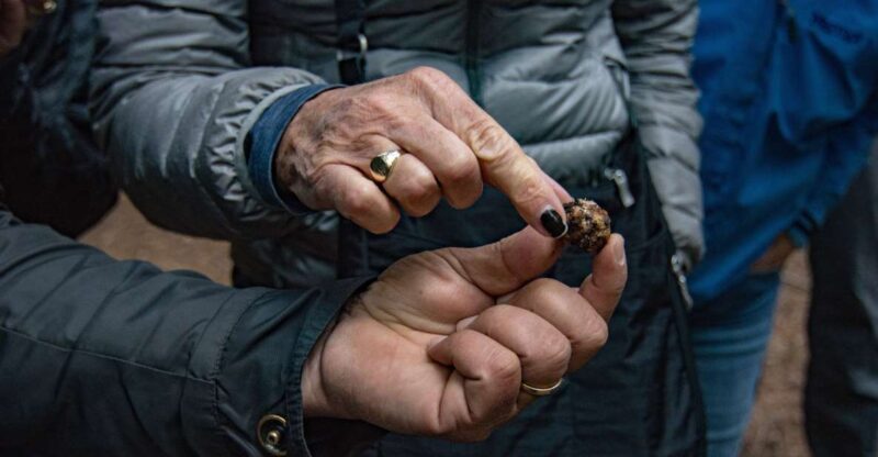 Palazzolo Acreide: Truffle Hunting with Lunch and Wine - A Deep Dive into the Truffle-Foraging Experience
