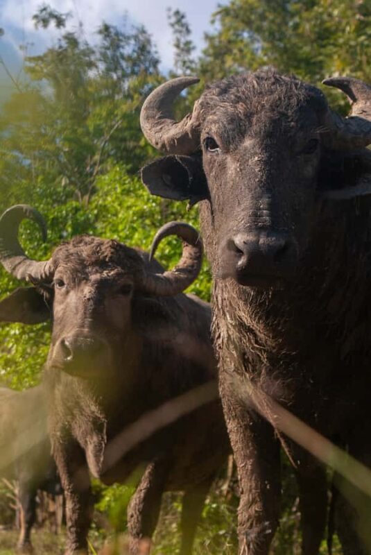 Palenque: waterfalls, buffalo, & birdwatching, a soulful immersion - A Closer Look at the Itinerary and Experiences