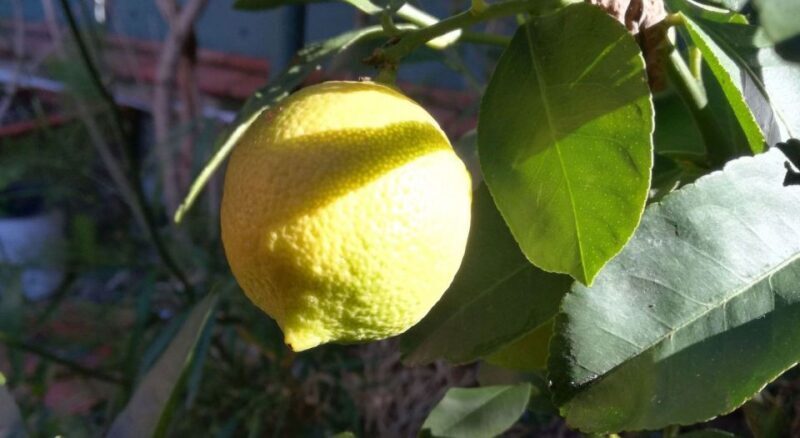 Palermo: Cooking and Limoncello Class - Introduction