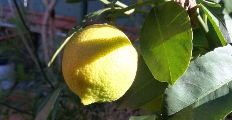 Palermo: Cooking and Limoncello Class - Key Points