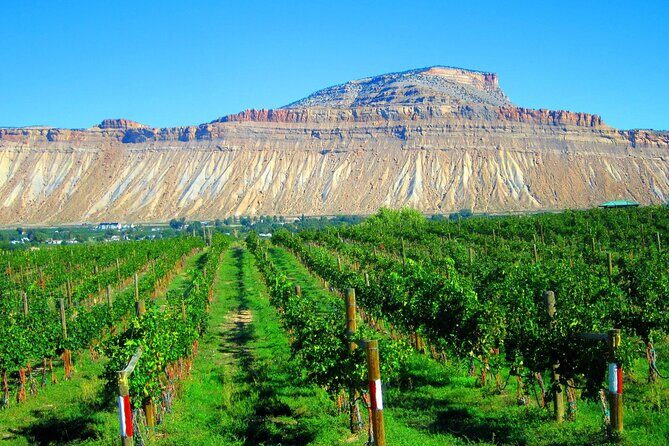 Palisade Wine Tour Luxury Wine Tasting Experience - Authentic Perspectives from Past Guests (Based on Reviews)