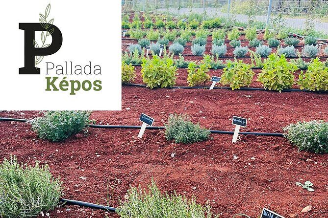 Pallada Semi-Private Olive Oil Tours in Sternes, Chania - The Sum Up