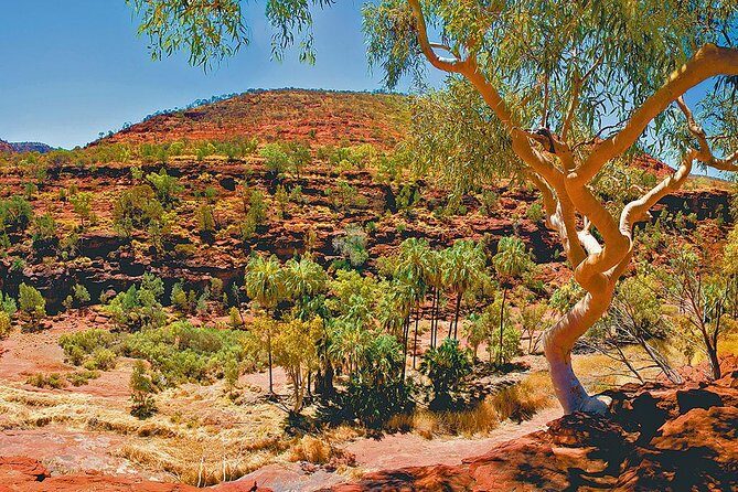 Palm Valley 4WD Tour from Alice Springs - The Sum Up: A Day in the Outback Worth Making Time For