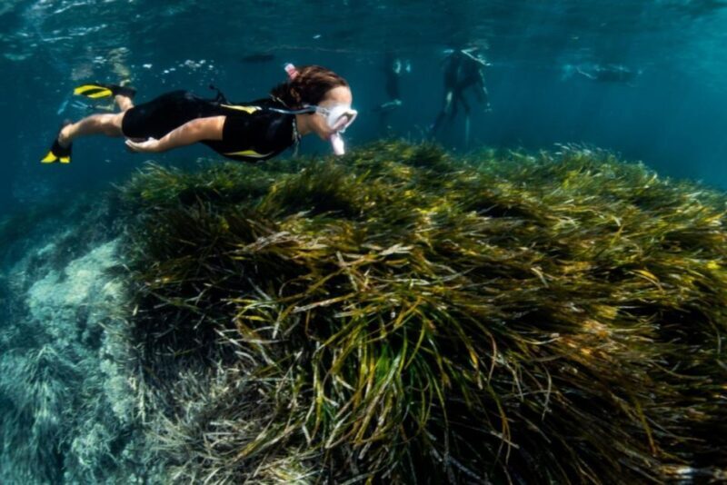 Palma de Mallorca: Cala Vella Snorkeling Adventure - Authentic Experiences & Authentic Marine Encounters