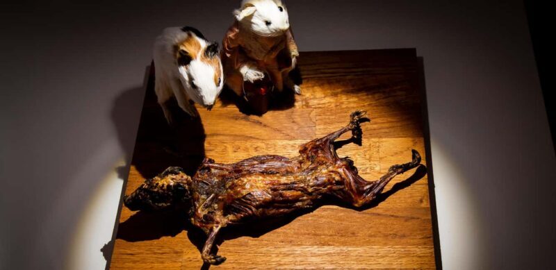 Palma de Mallorca: Disgusting Food Museum Entry Ticket - Final Thoughts: Is It Worth It?