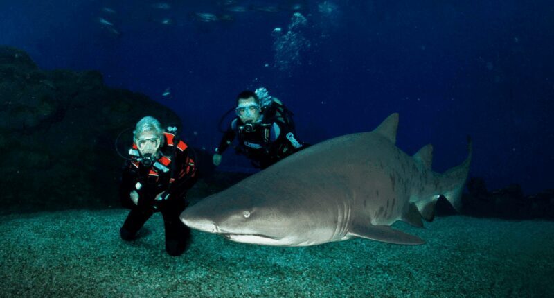 Palma de Mallorca: Shark Dive at Palma Aquarium - Key Points