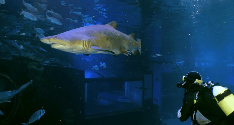 Palma de Mallorca: Shark Dive at Palma Aquarium - An In-Depth Look at the Palma Aquarium Shark Dive Experience
