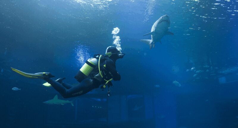 Palma de Mallorca: Shark Dive at Palma Aquarium - Who Is This Tour Best For?