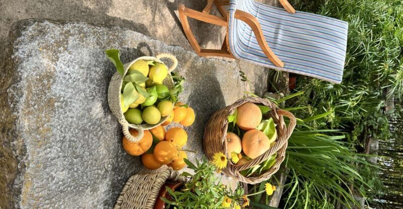 Palma: Orange Farm, Olive Mill, & Winery Tour with Tastings - Who Is This Tour Best Suited For?