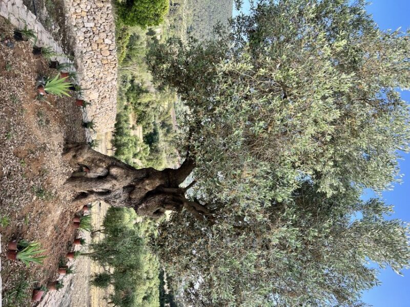 Palma: Orange Farm, Olive Mill, & Winery Tour with Tastings - FAQ