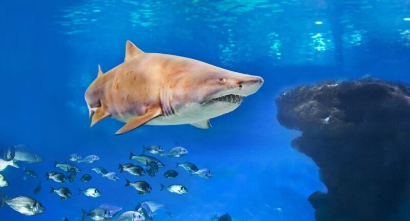 Palma: Palma Aquarium Ticket with Transfer Service - Key Points